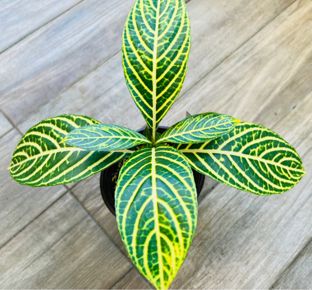 Sanchezia Nobilis, Furniture & Home Living, Gardening, Plants & Seeds ...