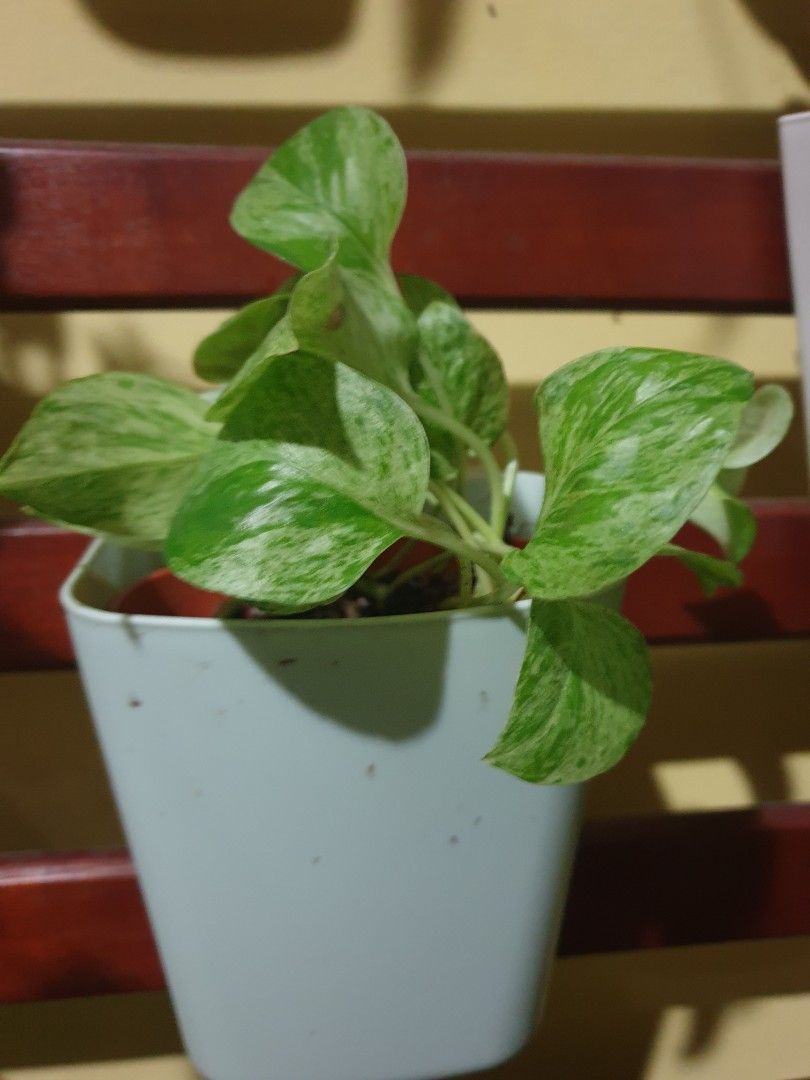 Syngonium podophyllum / batik, marble queen pothos, Furniture & Home ...
