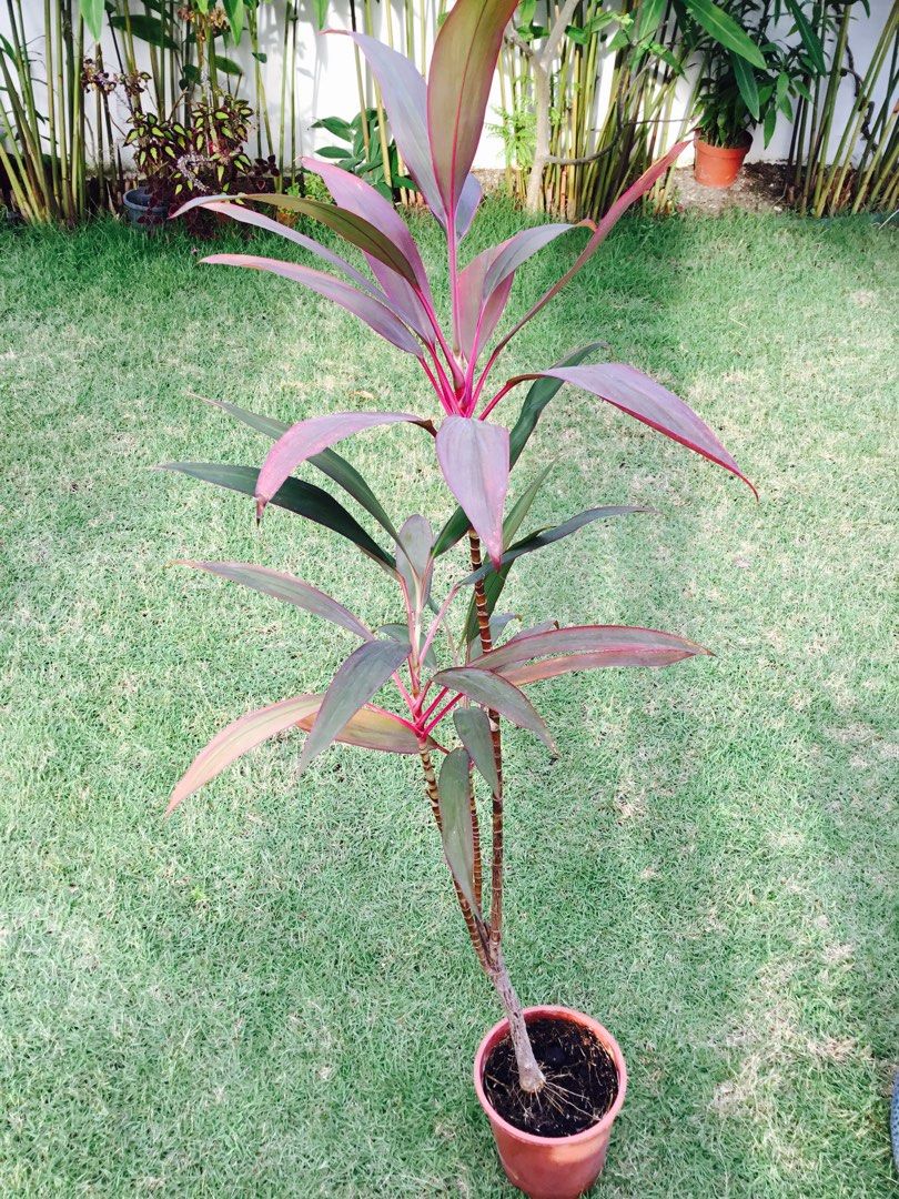 Tall Good Luck Plant , Red Cordyline Fruiticosa, Ti Plant Homegrown ...
