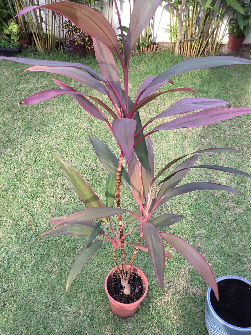 Tall Good Luck Plant , Red Cordyline Fruiticosa, Ti Plant Homegrown ...