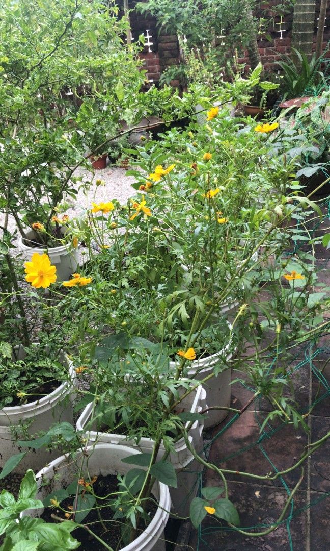 Yellow Cosmos, Ulam Raja Kuning, Furniture & Home Living, Gardening ...