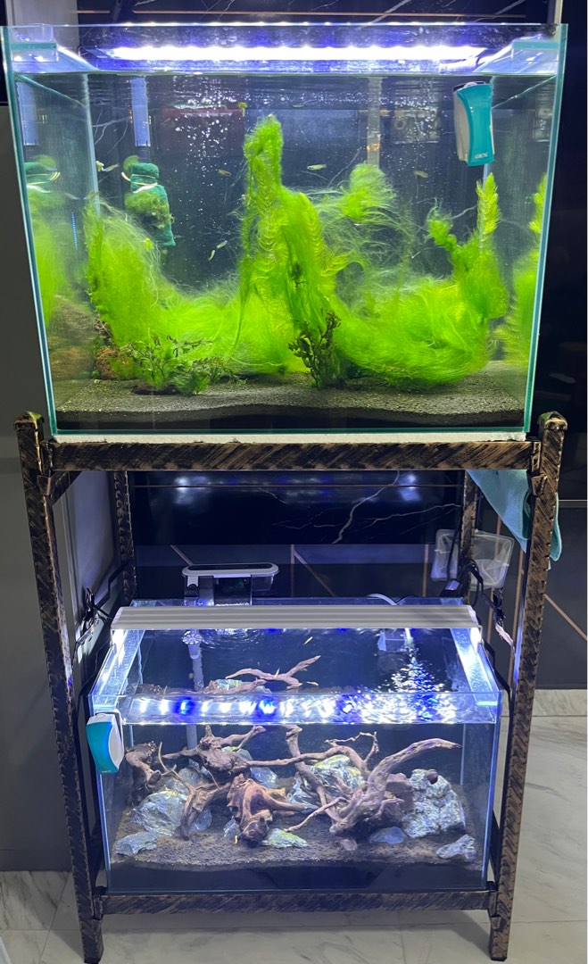 2 tiers 2ft tanks. 2x1.5x1.5 and 2x1x1+. Cheap cheap, Pet Supplies ...