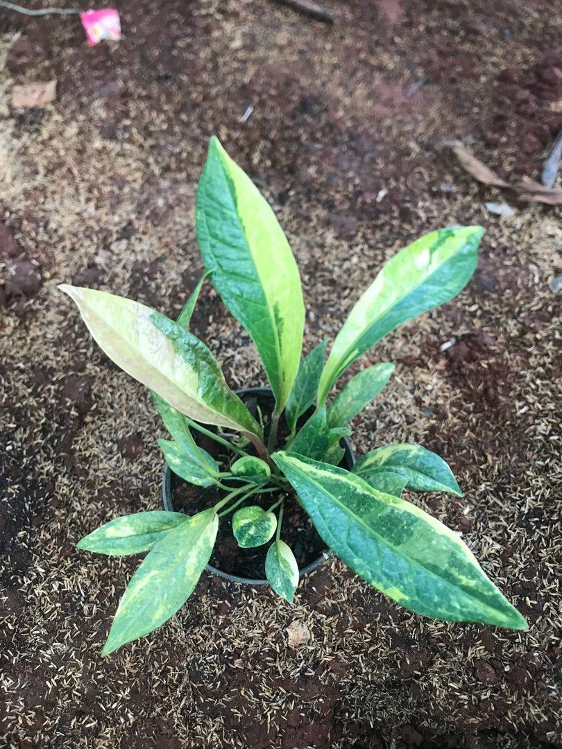 anthurium hookerii variegata, Perkebunan di Carousell