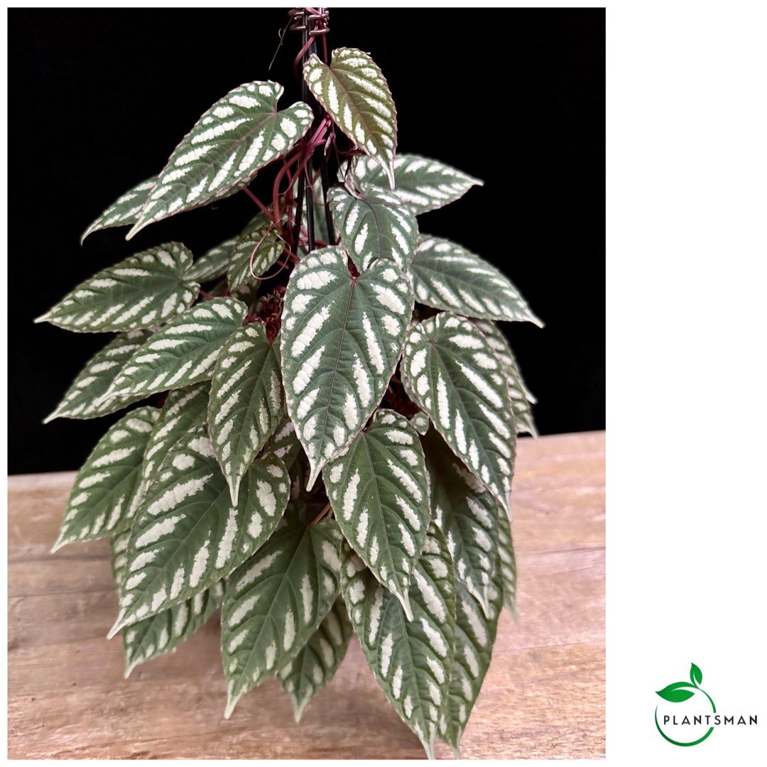 Cissus Discolor, Furniture & Home Living, Gardening, Plants & Seeds on ...