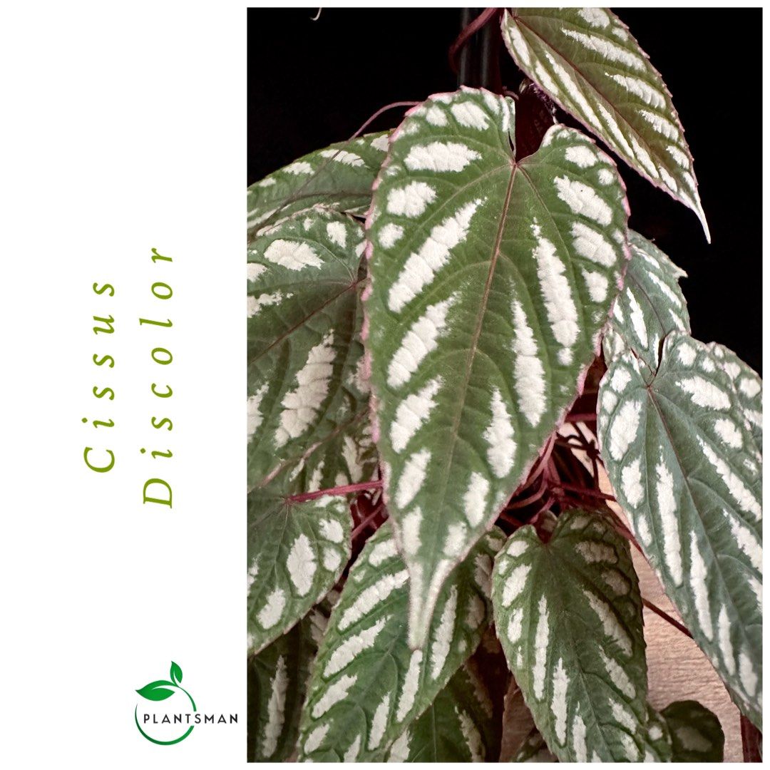 Cissus Discolor, Furniture & Home Living, Gardening, Plants & Seeds on ...