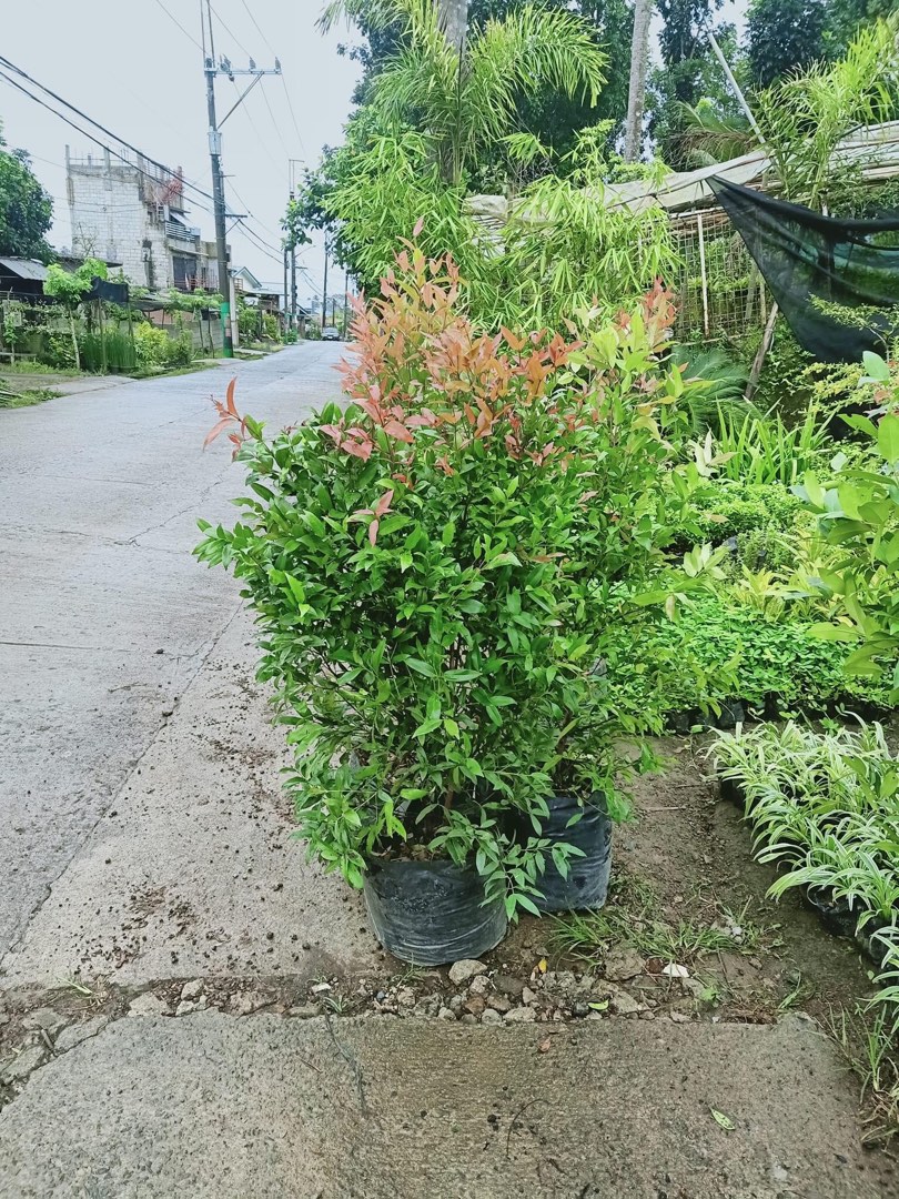 eugenia 4-5ft.., Furniture & Home Living, Gardening, Plants & Seeds on ...