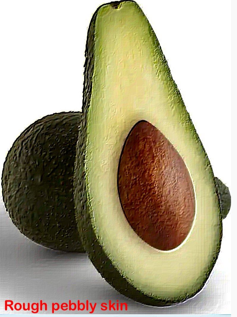 Grafted Pinkerton Avocado Tree, Furniture & Home Living, Gardening ...