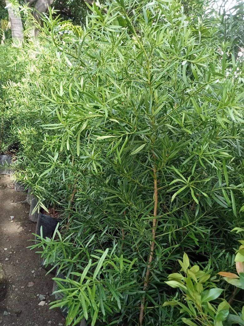 Maki plants, Furniture & Home Living, Gardening, Plants & Seeds on ...