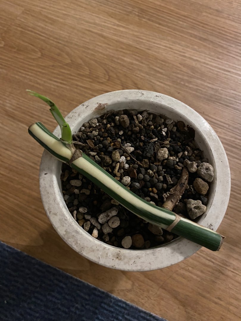 monstera albo cutting, Furniture & Home Living, Gardening, Plants ...