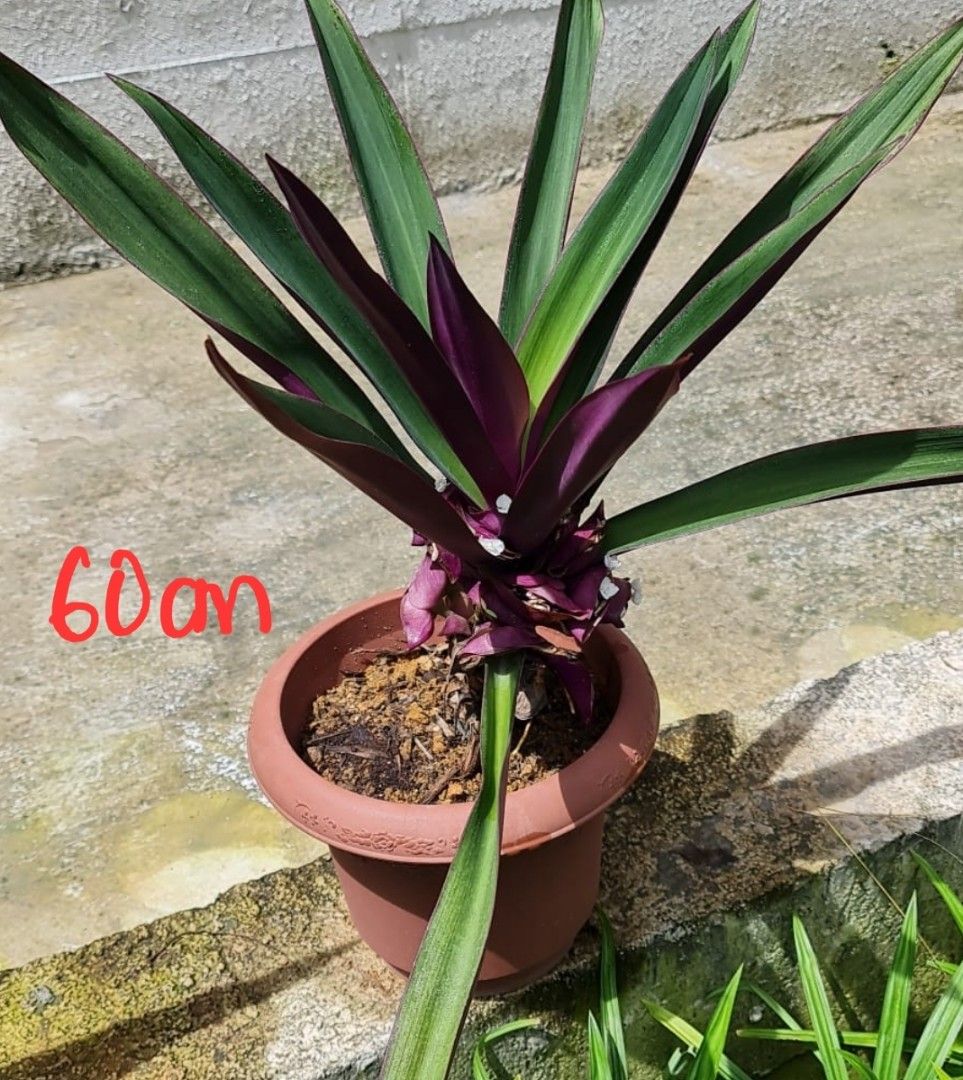 Organic Tradescantia Spathacea / Purple Boat Lily Plants with Flowers ...
