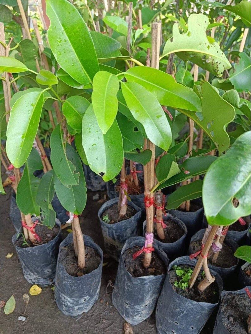 Pokok kahwin jambu arang @ keriang dot biasa, buah pink dan daun batik ...