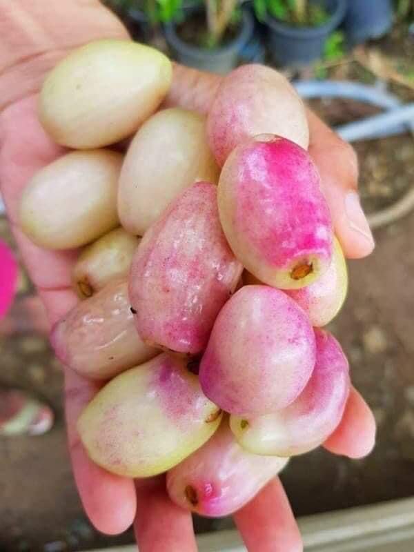 Pokok kahwin jambu arang @ keriang dot biasa, buah pink dan daun batik ...