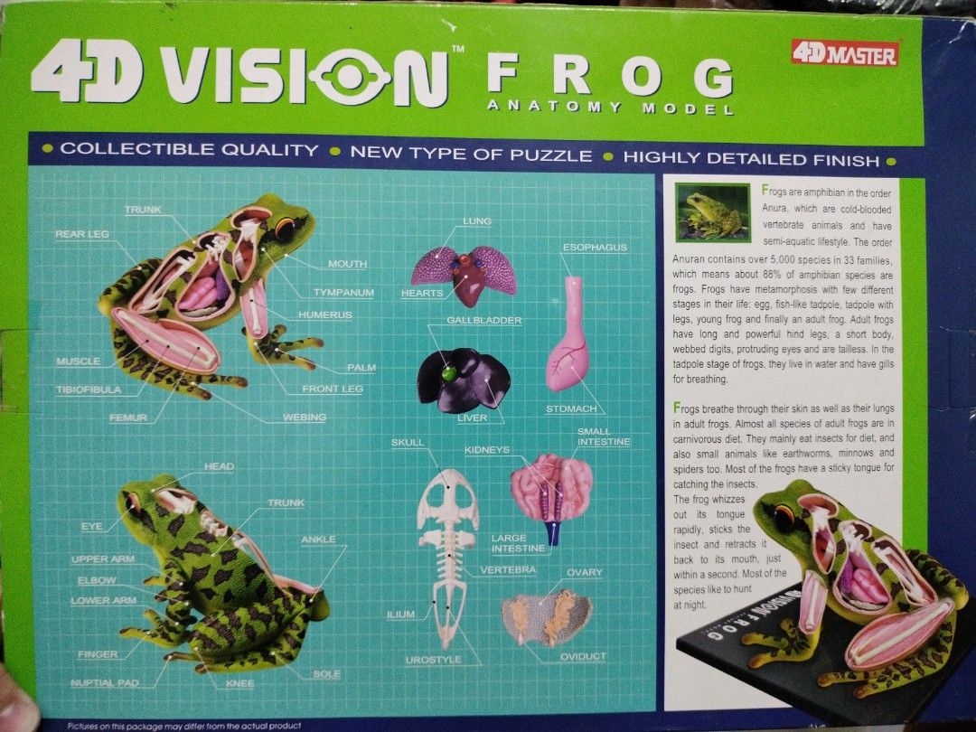 4D Vision Frog Anatomy, Hobbies & Toys, Toys & Games on Carousell