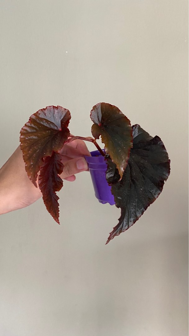 Begonia Black Magic, Furniture & Home Living, Gardening, Plants & Seeds ...