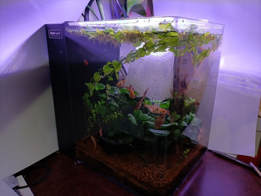 Dymax iq5 acrylic cube desktop aquarium fish tank with led lamp light ...