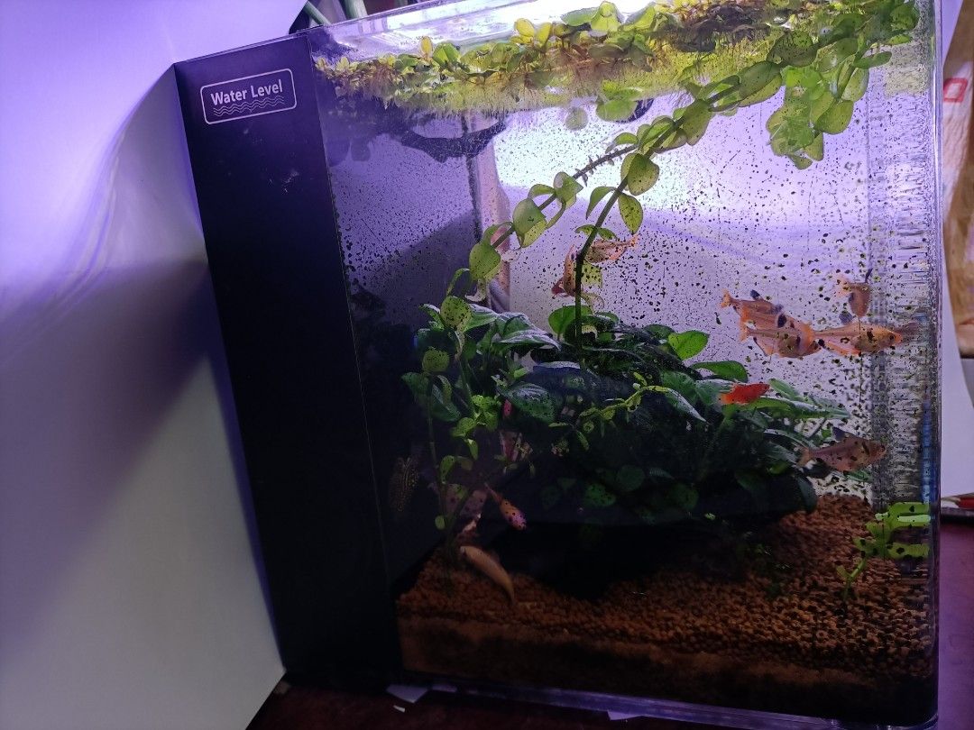 Dymax iq5 acrylic cube desktop aquarium fish tank with led lamp light ...