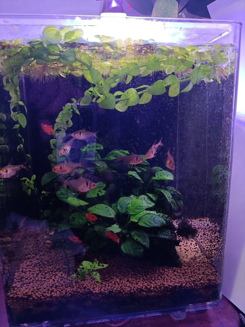 Dymax iq5 acrylic cube desktop aquarium fish tank with led lamp light ...