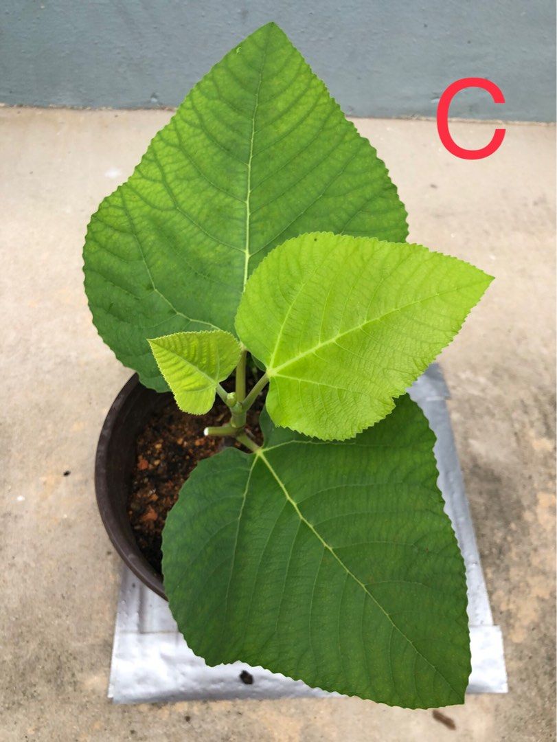 Iraqi Fig Tree, Furniture & Home Living, Gardening, Plants & Seeds on ...