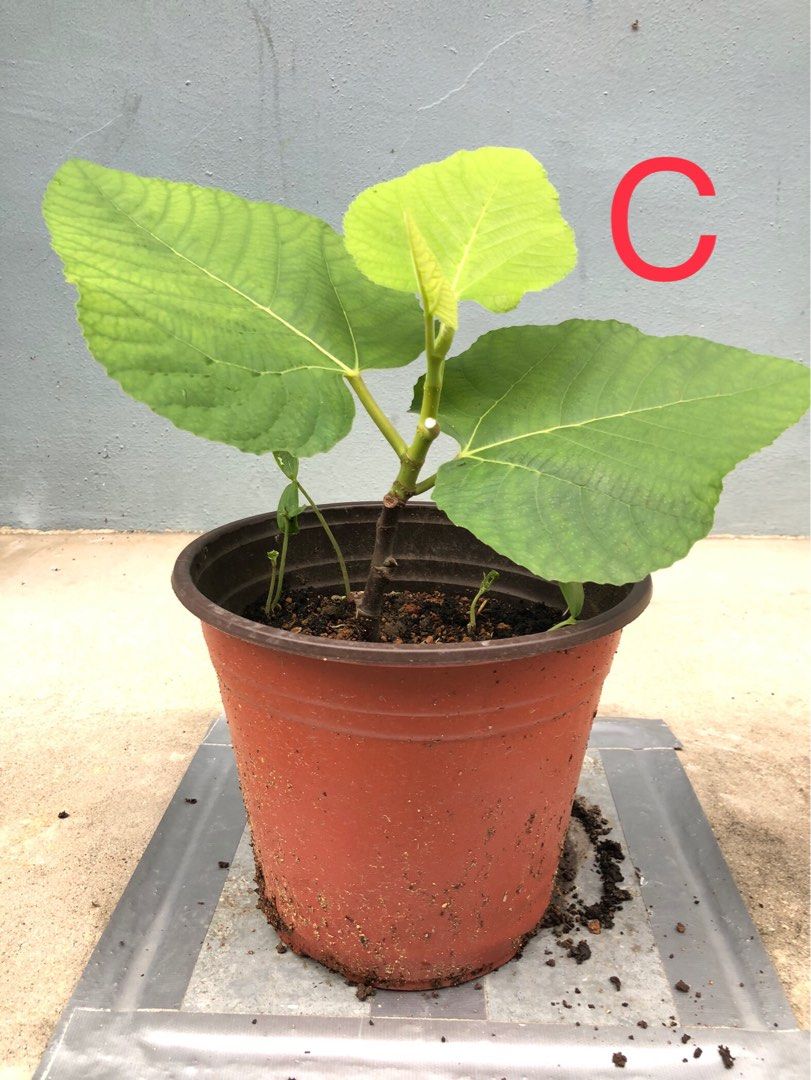 Iraqi Fig Tree, Furniture & Home Living, Gardening, Plants & Seeds on ...