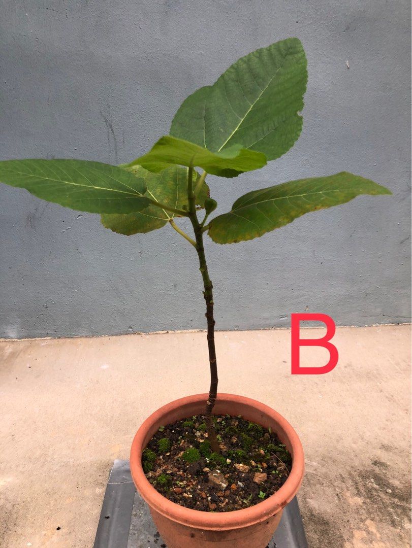 Iraqi Fig Tree, Furniture & Home Living, Gardening, Plants & Seeds on ...