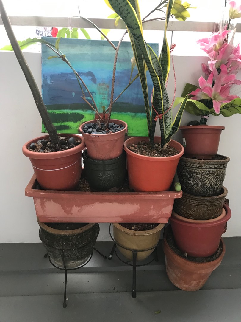 Short Plant Pot Stand; Pots with Plants;Pots with Soil or without Soil ...