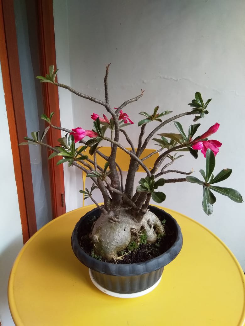 Tanaman Bonsai Adenium - Kamboja Jepang, Perkebunan di Carousell