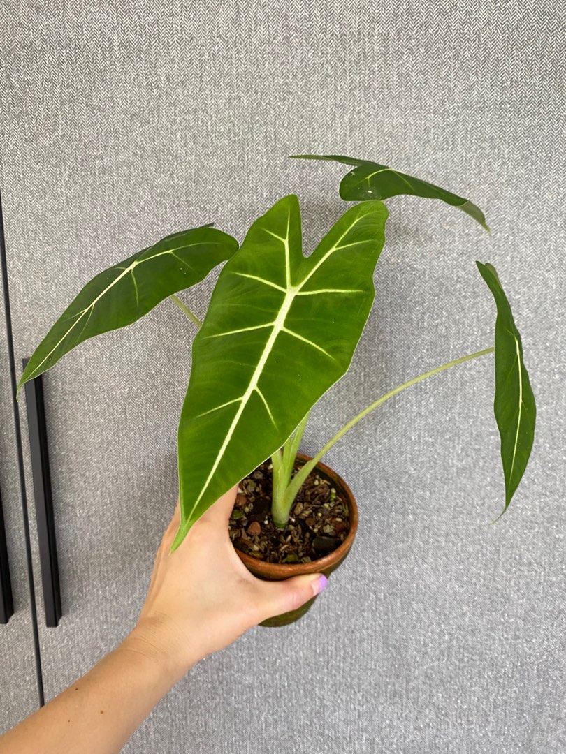 Alocasia Frydek, Furniture & Home Living, Gardening, Plants & Seeds on ...