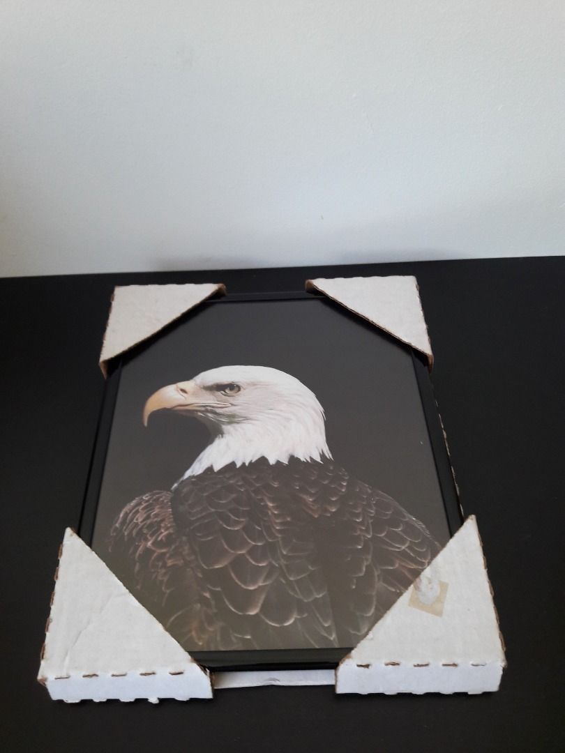 American Bald Eagle Picture Frame, Furniture & Home Living, Home Decor ...