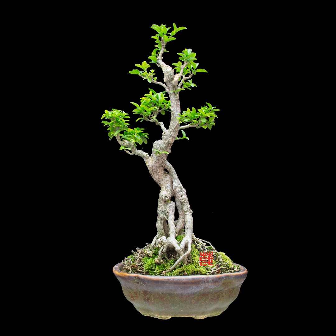 Bonsai 37cm Shui Mei Water Jasmine Wrightia Religiosa, Furniture & Home ...