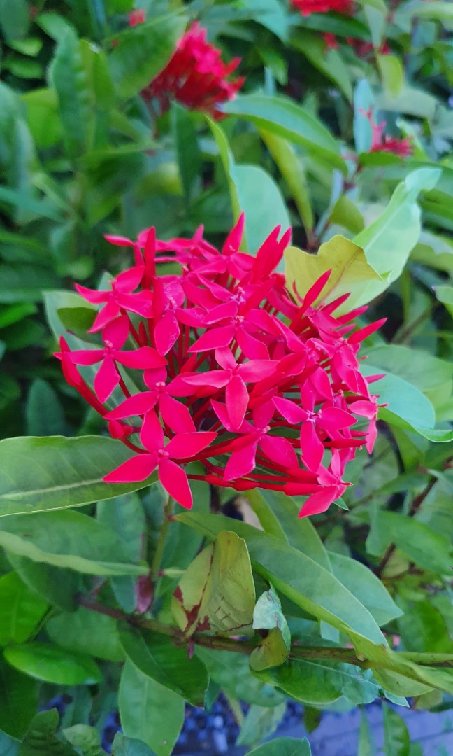 China Ixora Pink delight/Red/Yellow (20cm pot), Furniture & Home Living, Gardening, Plants ...