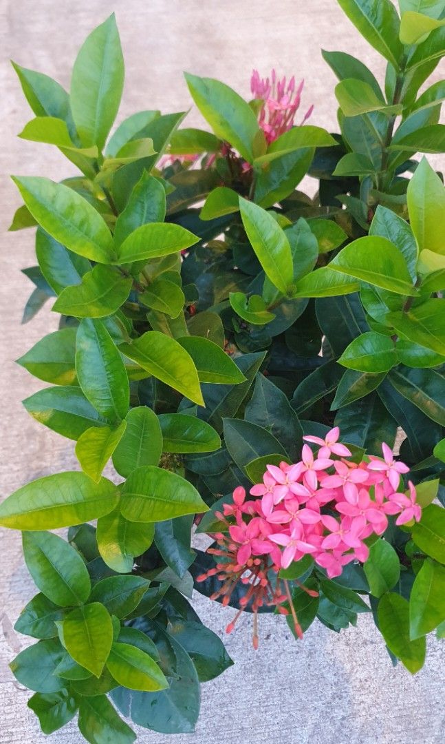 China Ixora Pink delight/Red/Yellow (20cm pot), Furniture & Home Living, Gardening, Plants ...