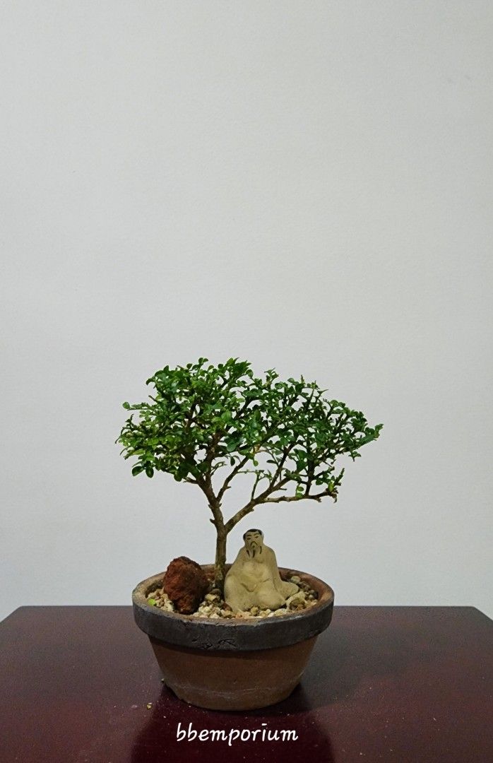 Dwarf Murraya Kamini Bonsai 15-1-0, Furniture & Home Living, Gardening ...