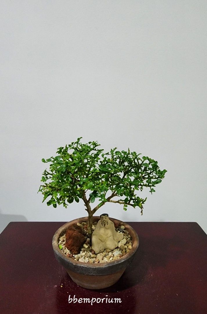 Dwarf Murraya Kamini Bonsai 15-1-0, Furniture & Home Living, Gardening ...