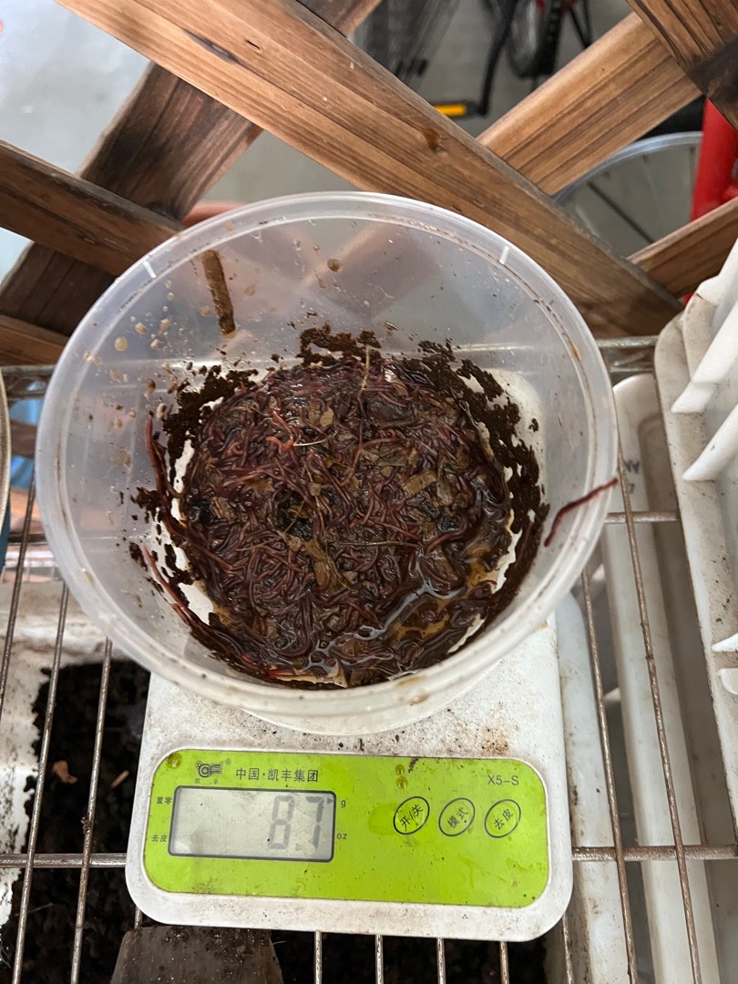 Malaysian blue worms for feeding, Pet Supplies, Pet Food on Carousell