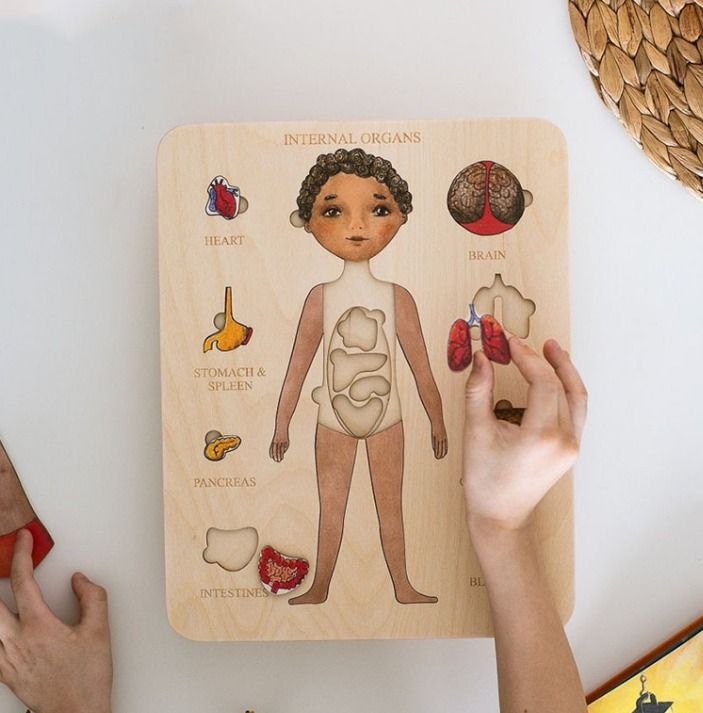 Montessori Anatomy set | Children Human body wooden toy | Learning ...