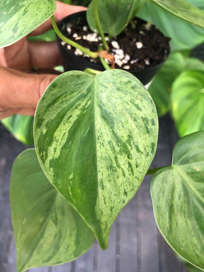 Philodendron Hederaceum variegated, Furniture & Home Living, Gardening ...