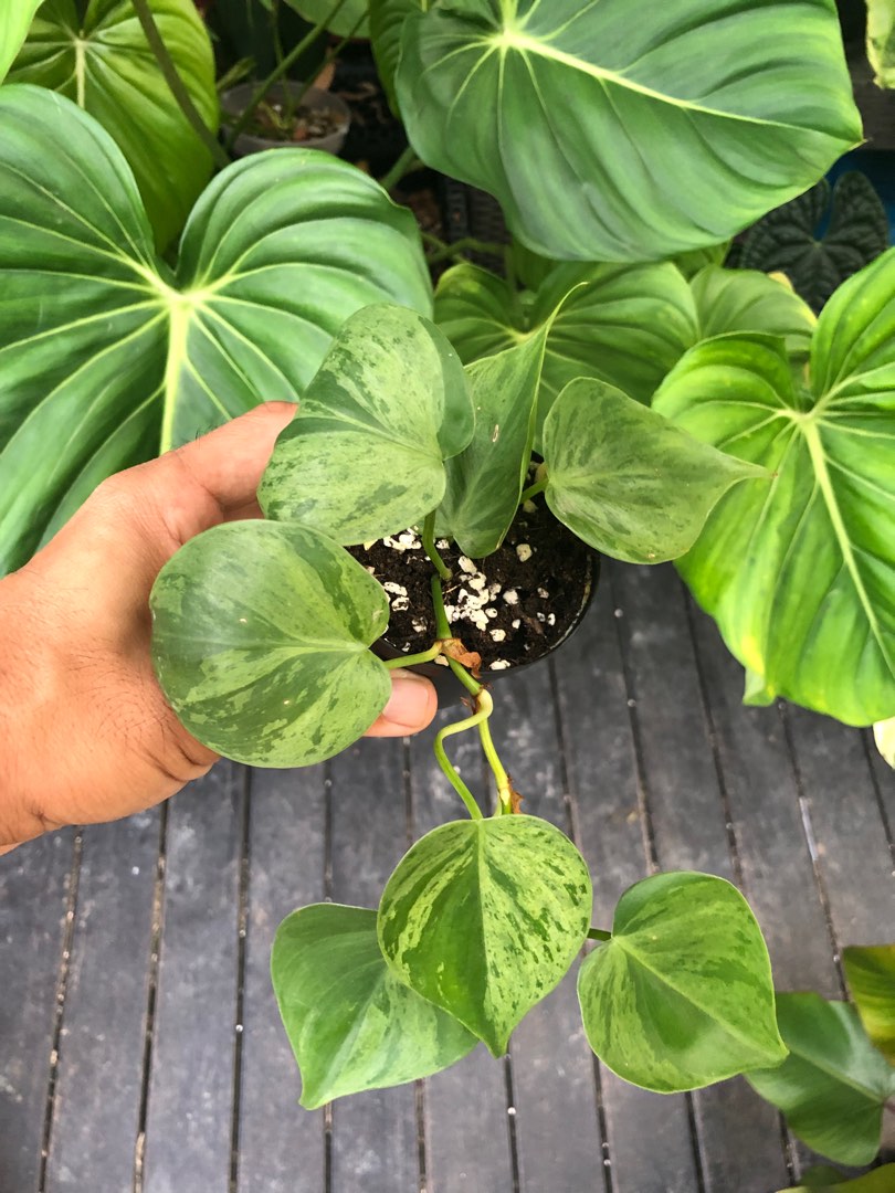 Philodendron Hederaceum variegated, Furniture & Home Living, Gardening ...