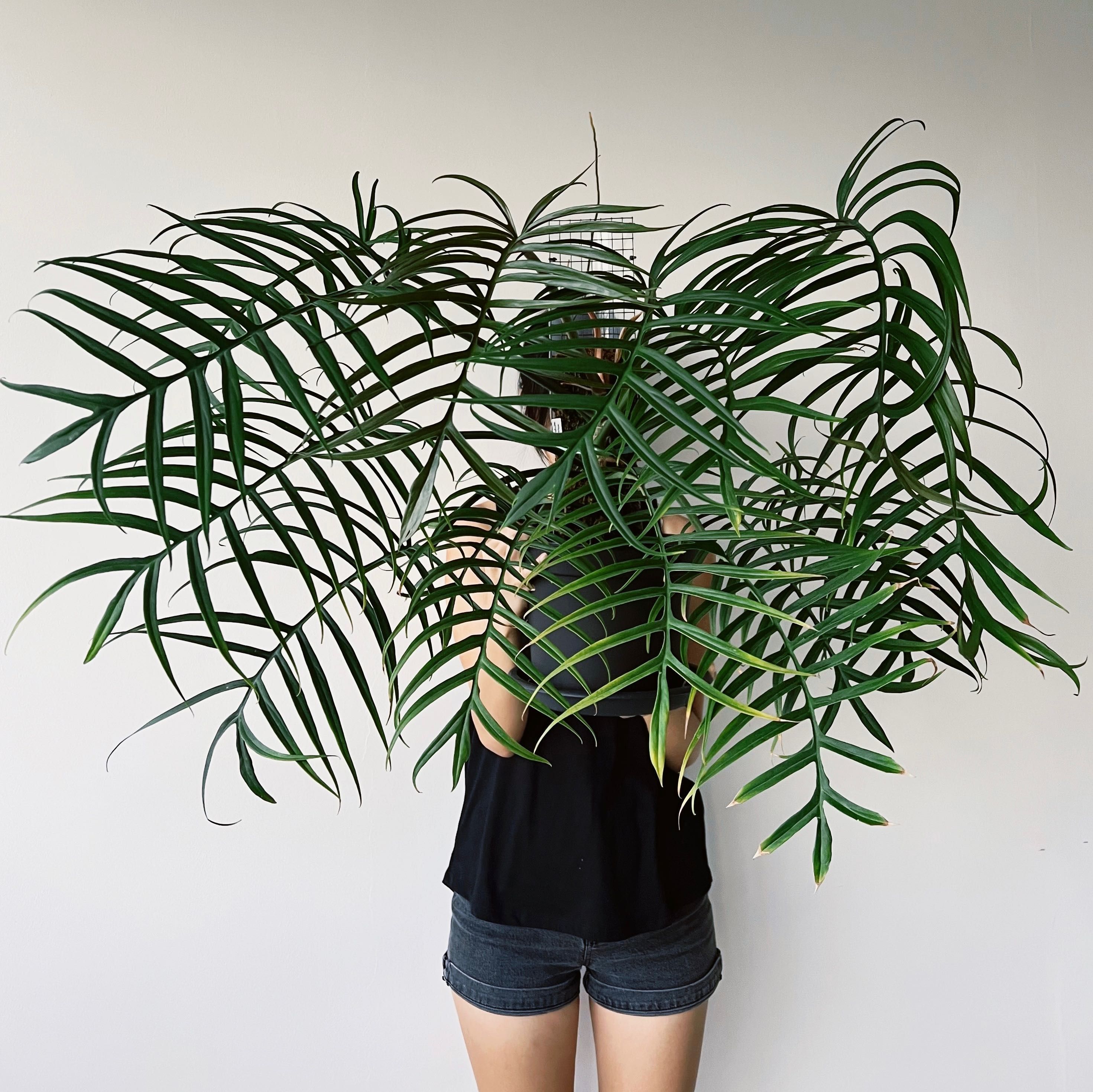 Philodendron tortum, Furniture & Home Living, Gardening, Plants & Seeds ...