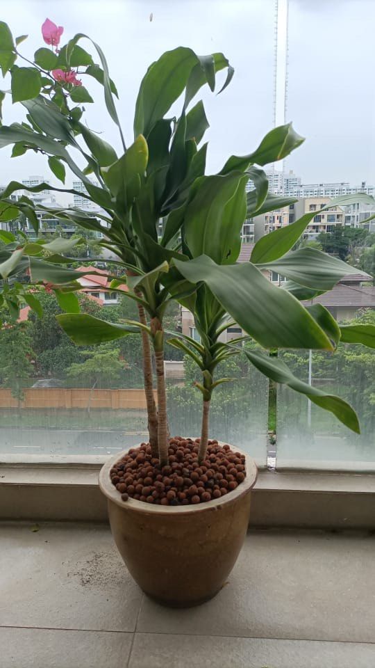 Rich Tree PLANT with the medium pot, Furniture & Home Living, Gardening ...