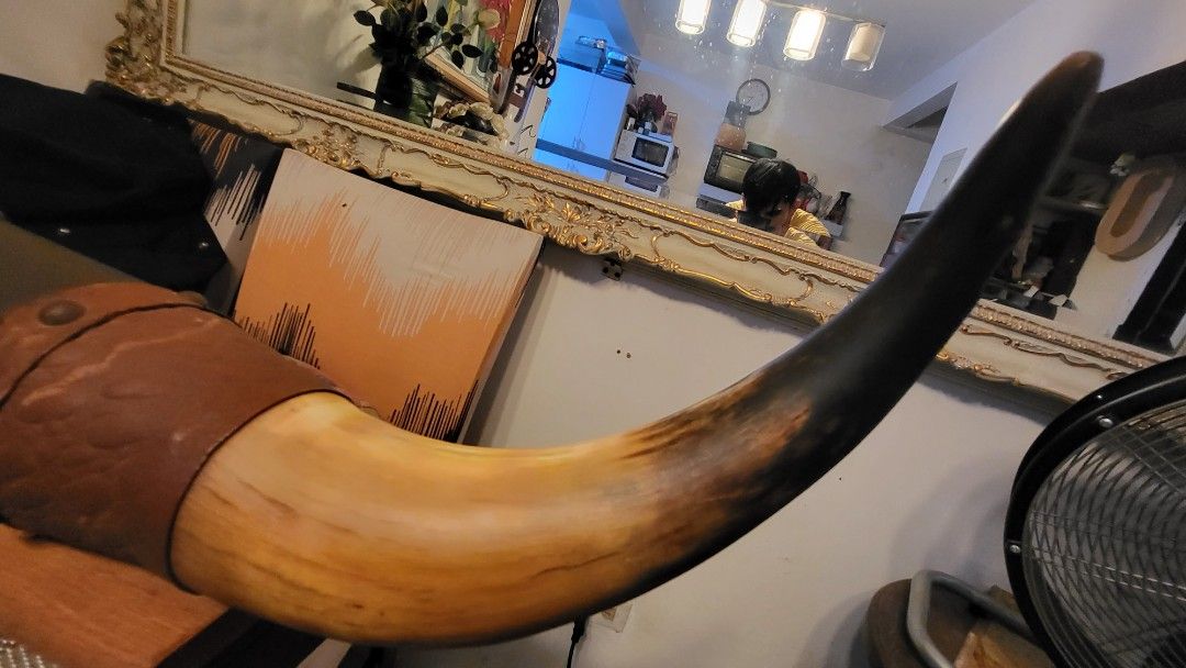 Vintage real horn display, Hobbies & Toys, Memorabilia & Collectibles ...