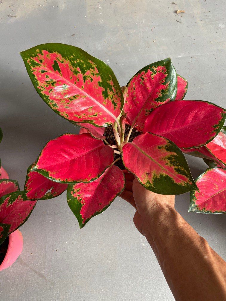 Aglaonema Red Master $9 each pot, Furniture & Home Living, Gardening ...