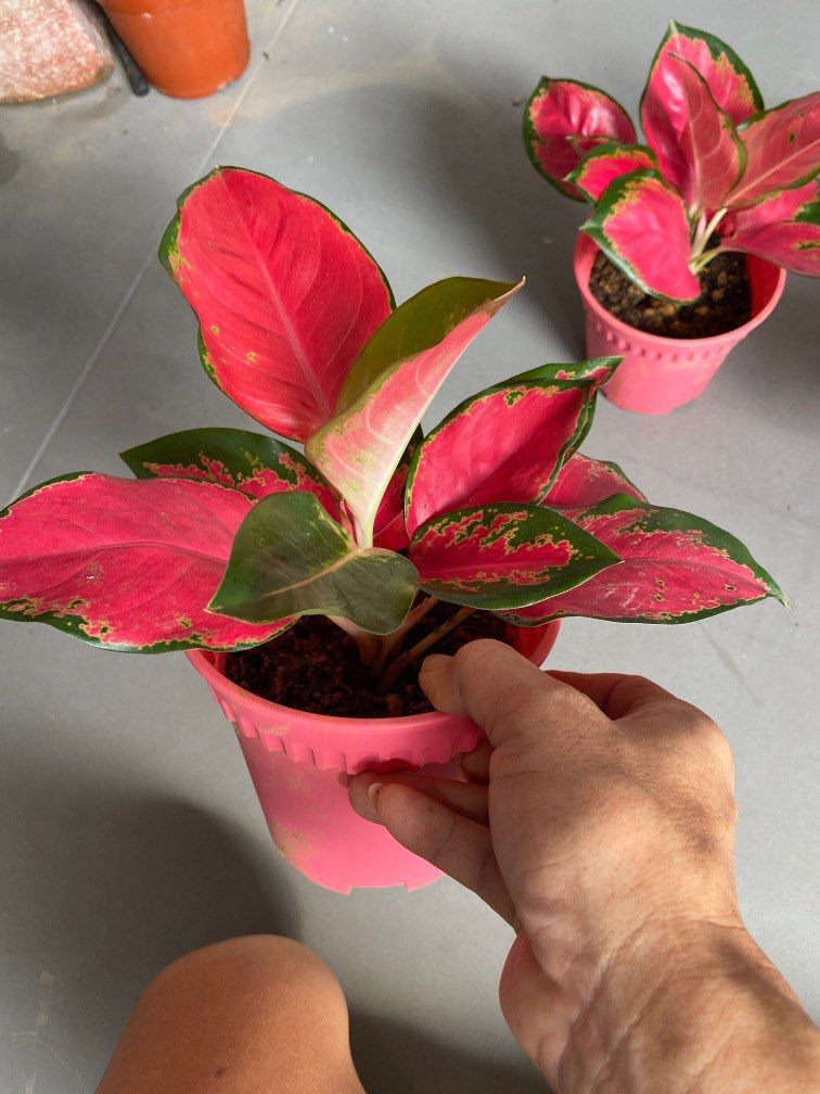 Aglaonema Red Master $9 each pot, Furniture & Home Living, Gardening ...