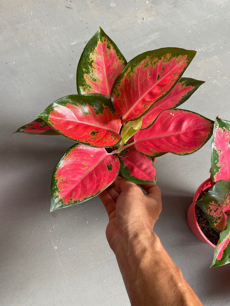 Aglaonema Red Master $9 each pot, Furniture & Home Living, Gardening ...