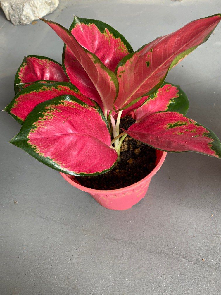 Aglaonema Red Master $9 each pot, Furniture & Home Living, Gardening ...