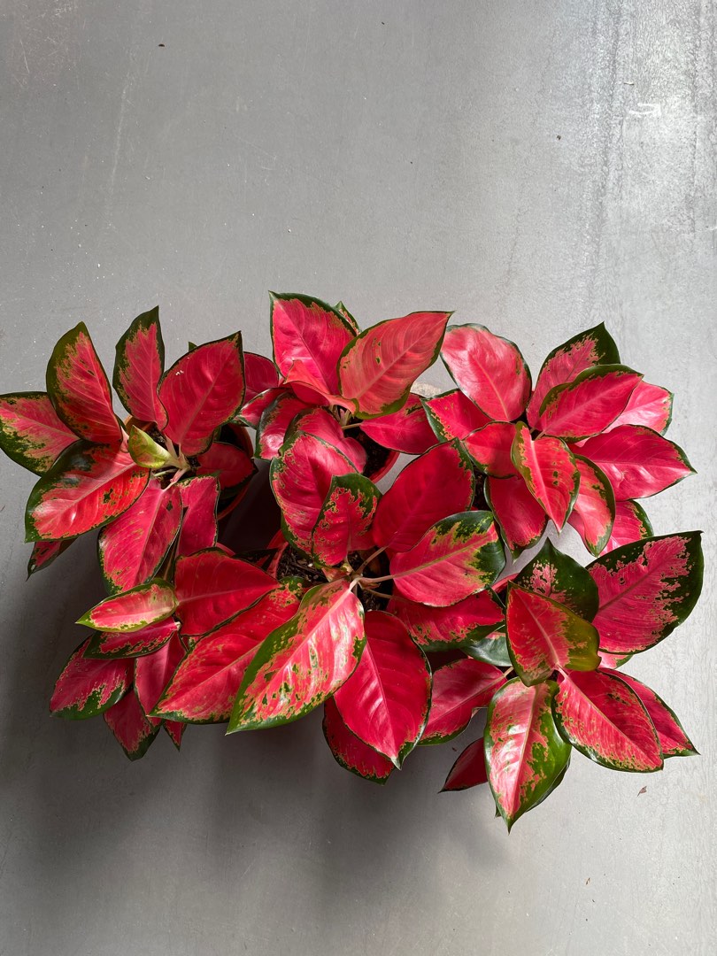 Aglaonema Red Master $9 each pot, Furniture & Home Living, Gardening ...