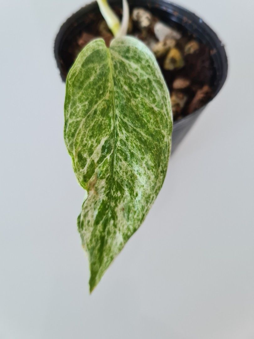 Epipremnum Hanoman Sp. Bali, Furniture & Home Living, Gardening, Plants ...