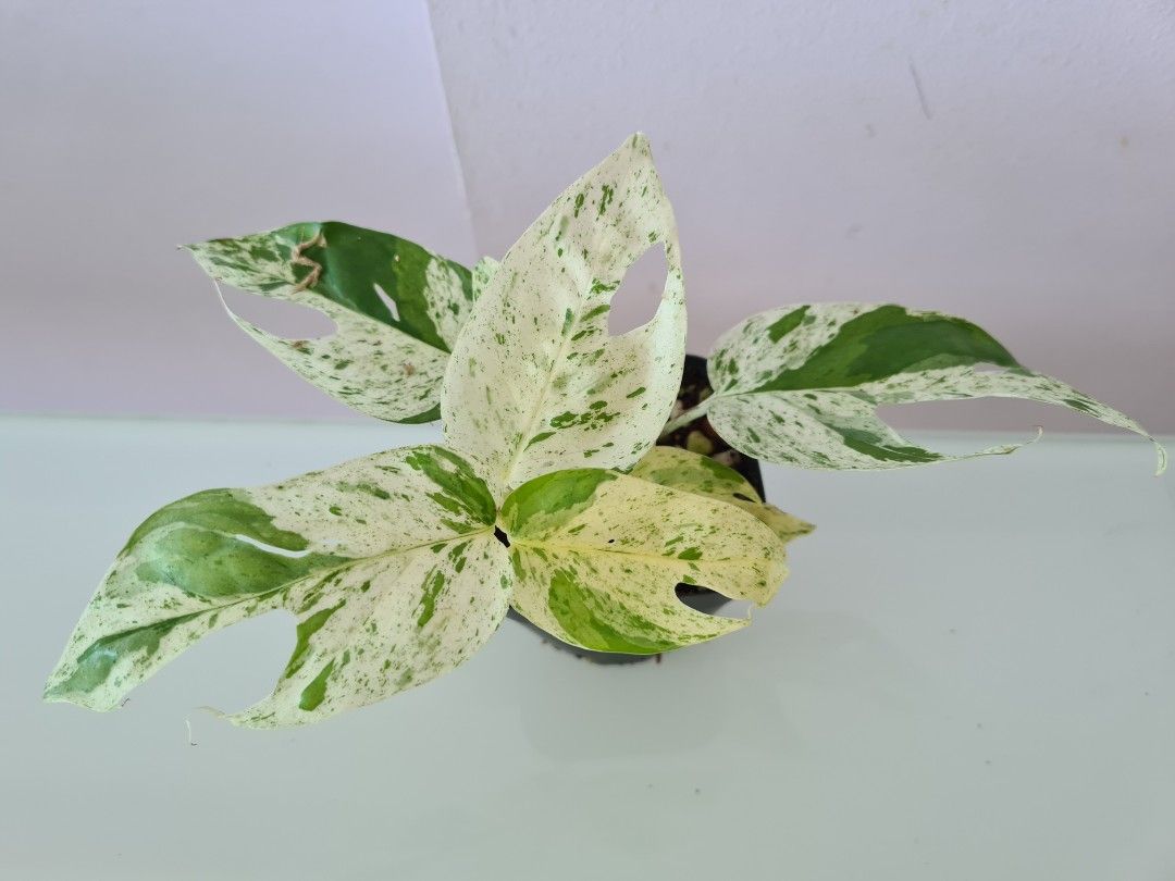 Epipremnum Pinnatum Marble Epi King, Furniture & Home Living, Gardening ...