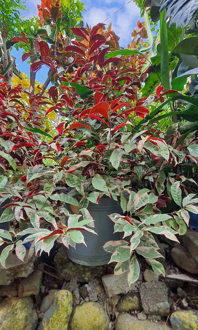 Excoecaria Cochinchinensis/Picara Plant, Furniture & Home Living ...