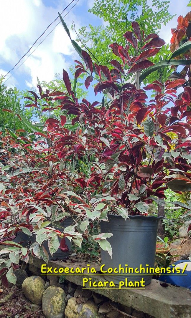 Excoecaria Cochinchinensis/Picara Plant, Furniture & Home Living ...