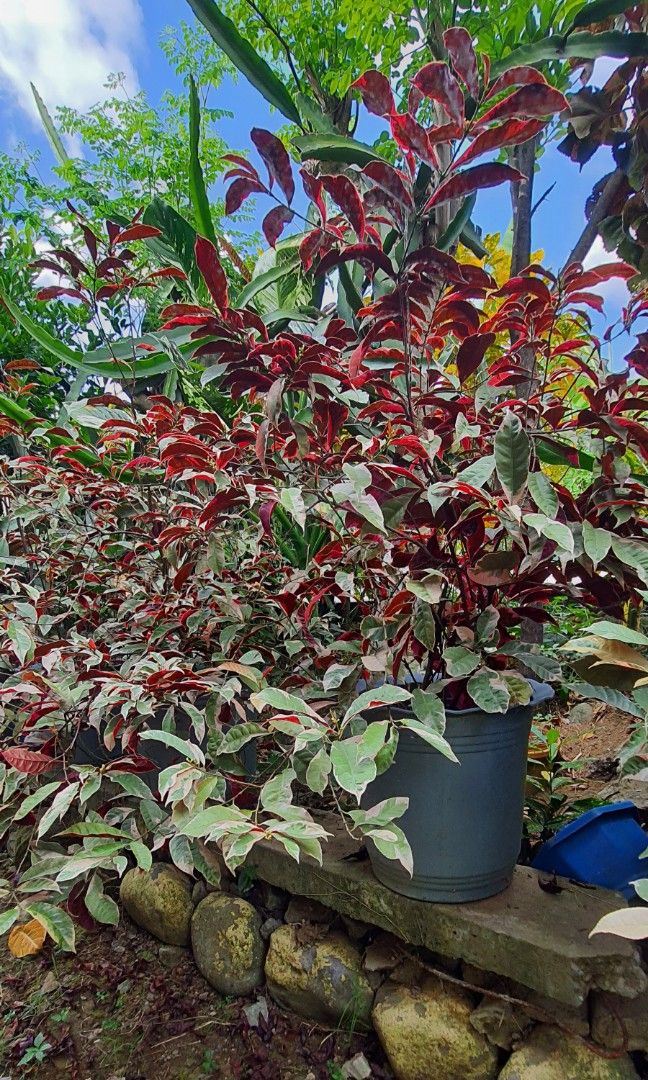 Excoecaria Cochinchinensis/Picara Plant, Furniture & Home Living ...